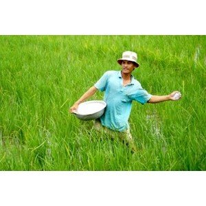 Hướng dẫn sử dụng phân đạm